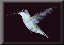 Hummingbird Medicine